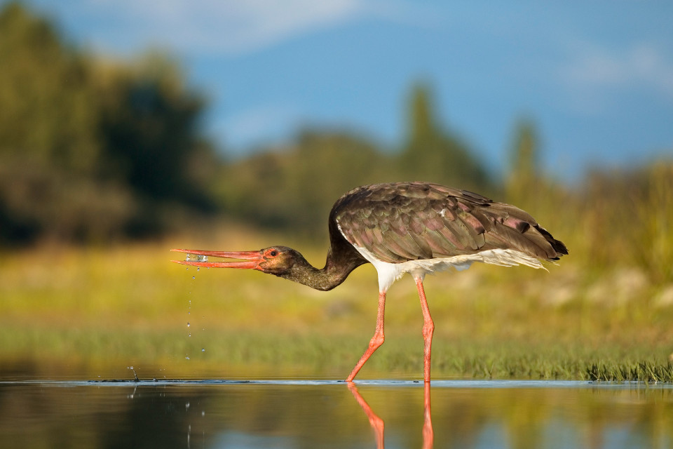 Stork, Ibis and Spoonbill Specialist Group - Wetlands International