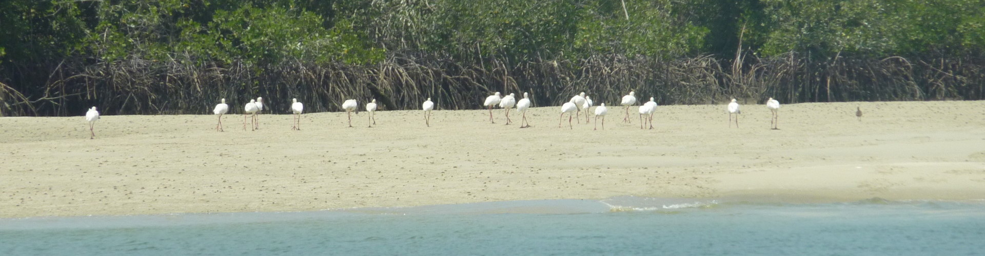 Demo Sites for Coastal Ecosystem Rehabilitation After Tsunami ...