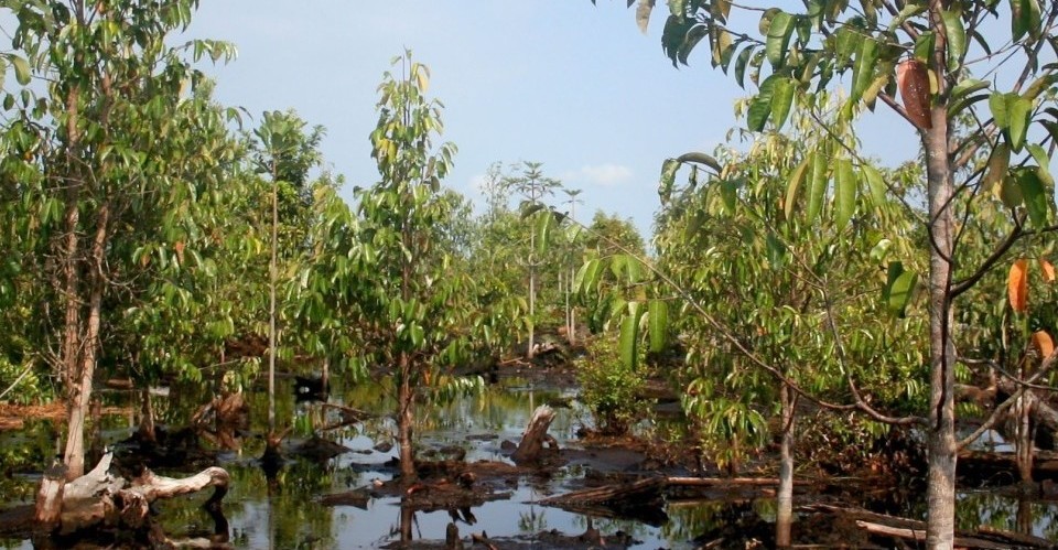 Peatland conservation and restoration - Wetlands International