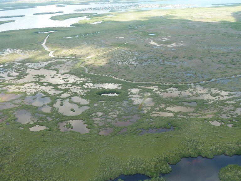 Wetland Restoration Specialist Group - Wetlands International