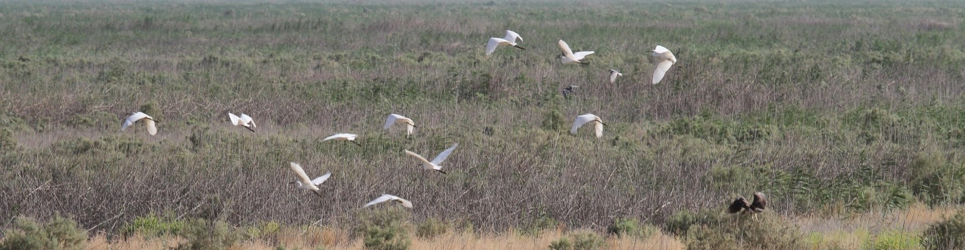 Conserving and restoring the iconic marshes of Southern Iraq - Wetlands ...