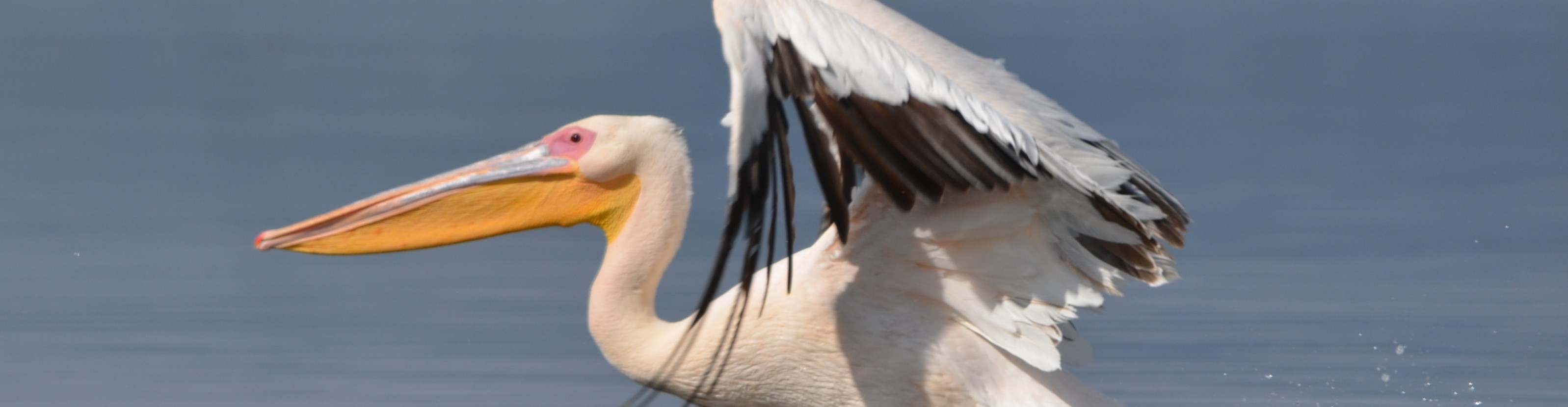 Protecting flyways around the world for waterbirds and people ...