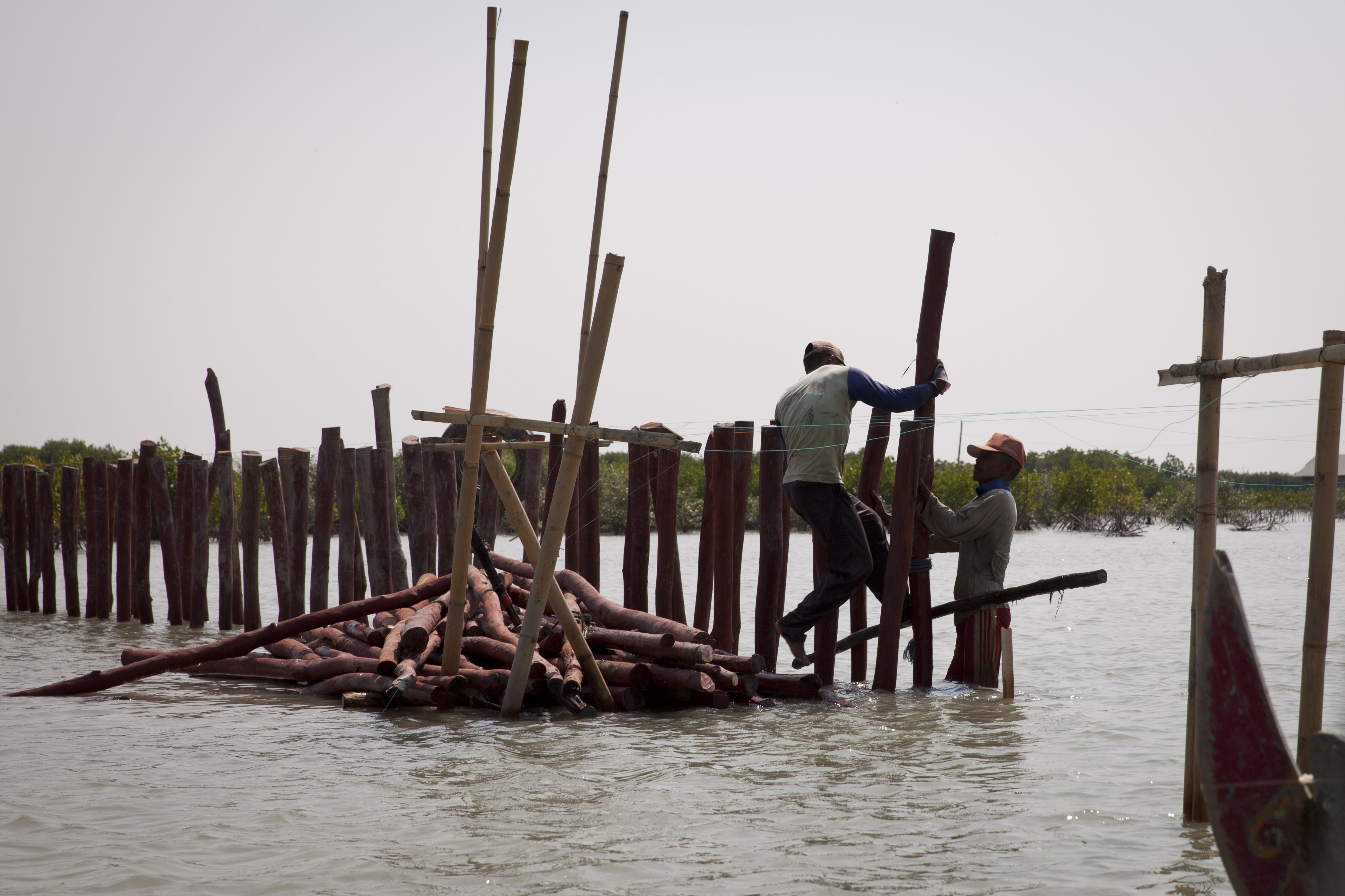 Communities manage permeable structures to restore mangroves in Java ...