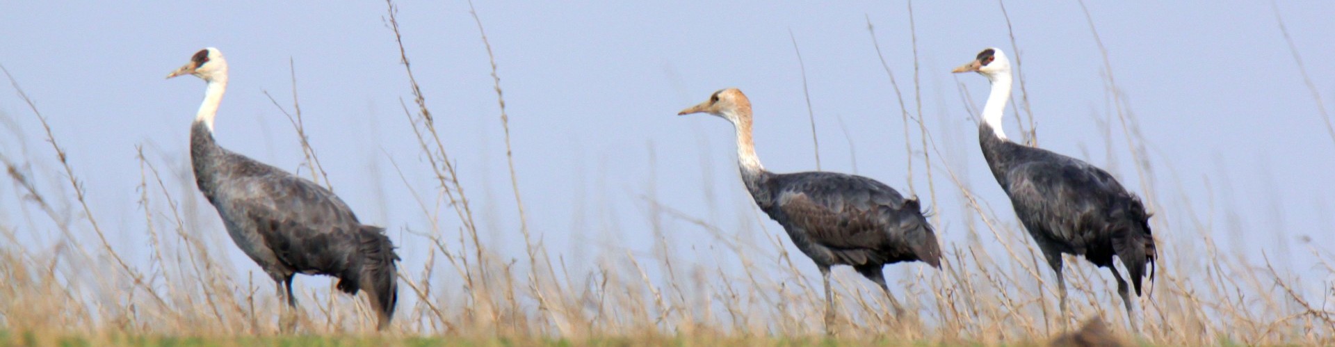 Counting waterbirds at Shengjin Lake, China for the 50th International ...