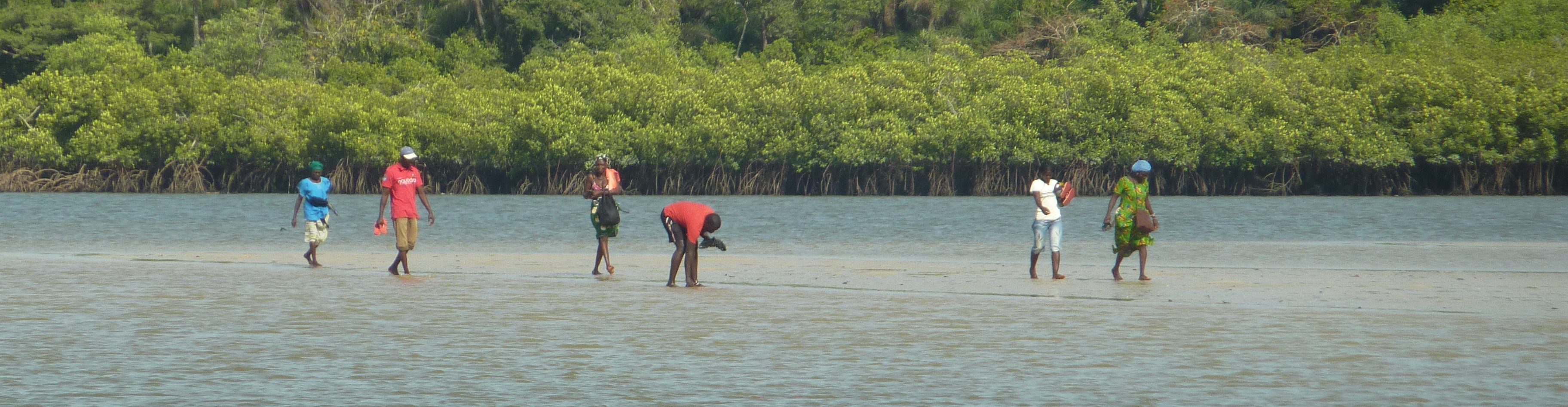 Publications, reports and video's of Wetlands International