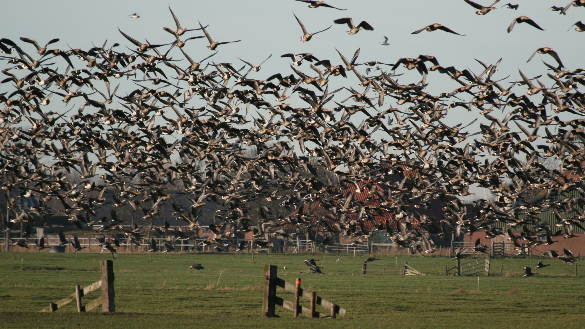 Scientific Task Force on Avian Influenza and Wild Birds statement on ...