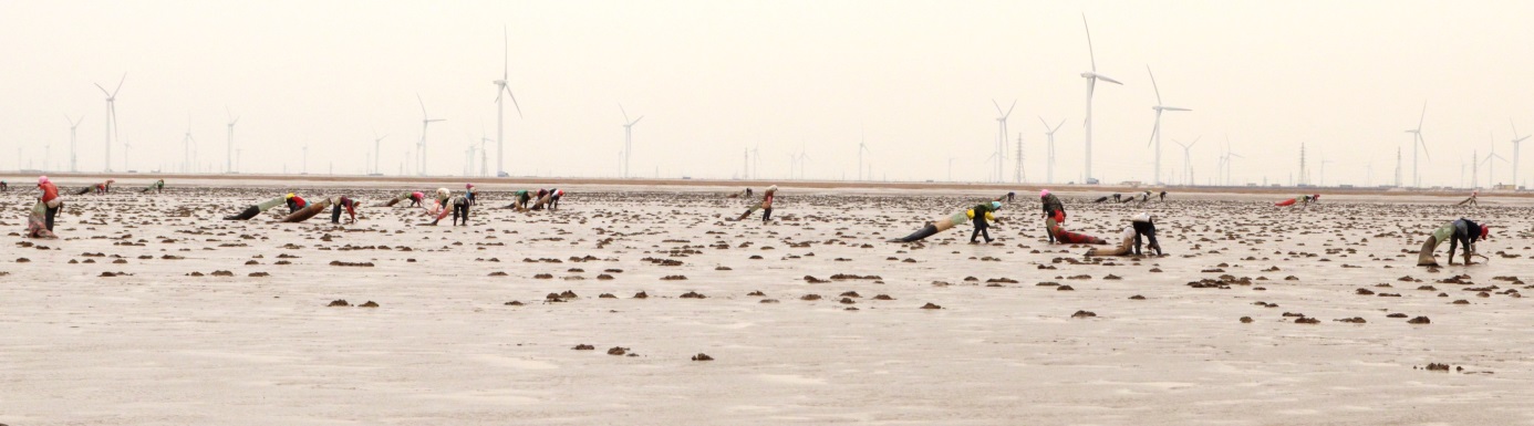 Yellow Sea wetlands and waterbirds under threat - Wetlands International