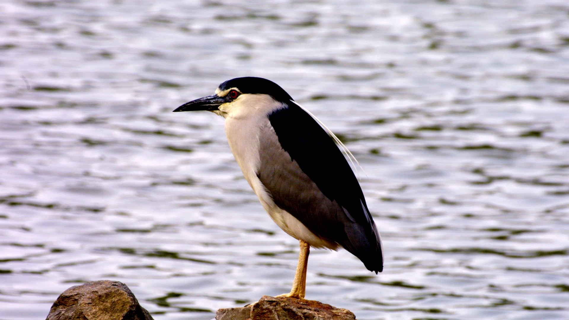 Publications, reports and video's of Wetlands International