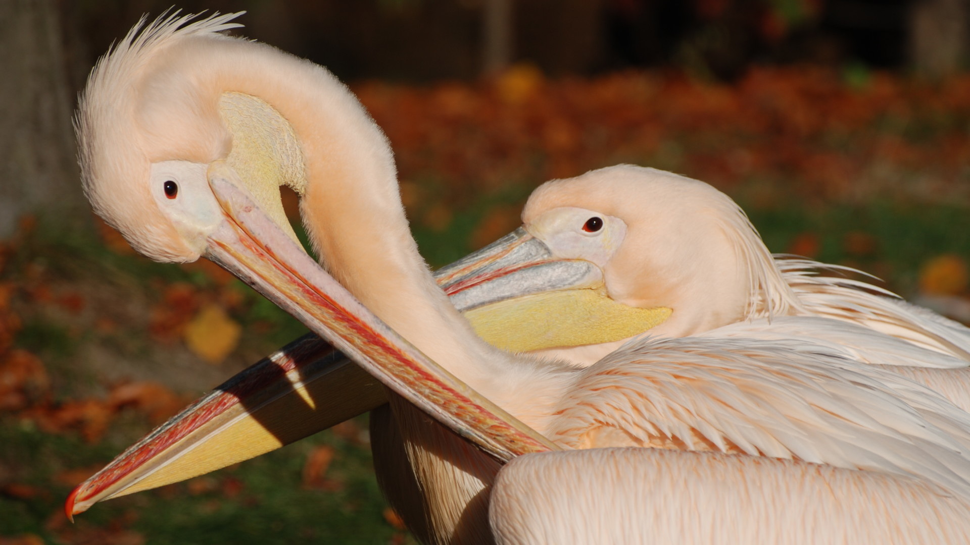 The Wings Over Wetlands (WOW) Project - Wetlands International