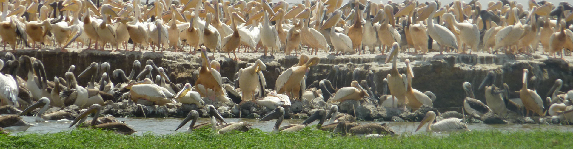 Hand in hand: wetland conservation and tourism in Senegal - Wetlands ...