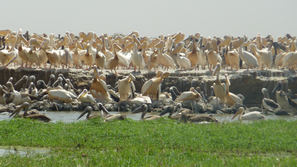 Hand in hand: wetland conservation and tourism in Senegal - Wetlands ...