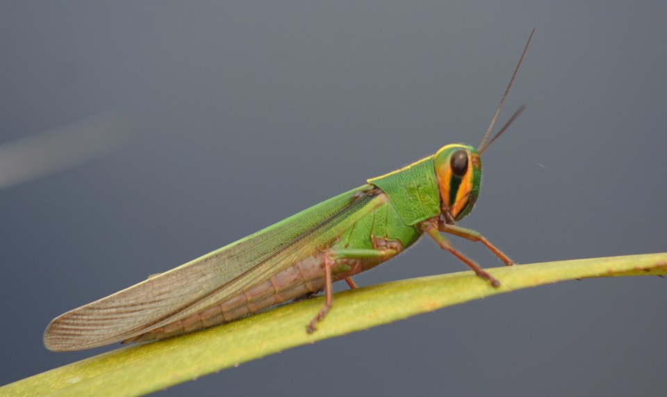 Grasshopper - Wetlands International Grasshopper - Wetlands International