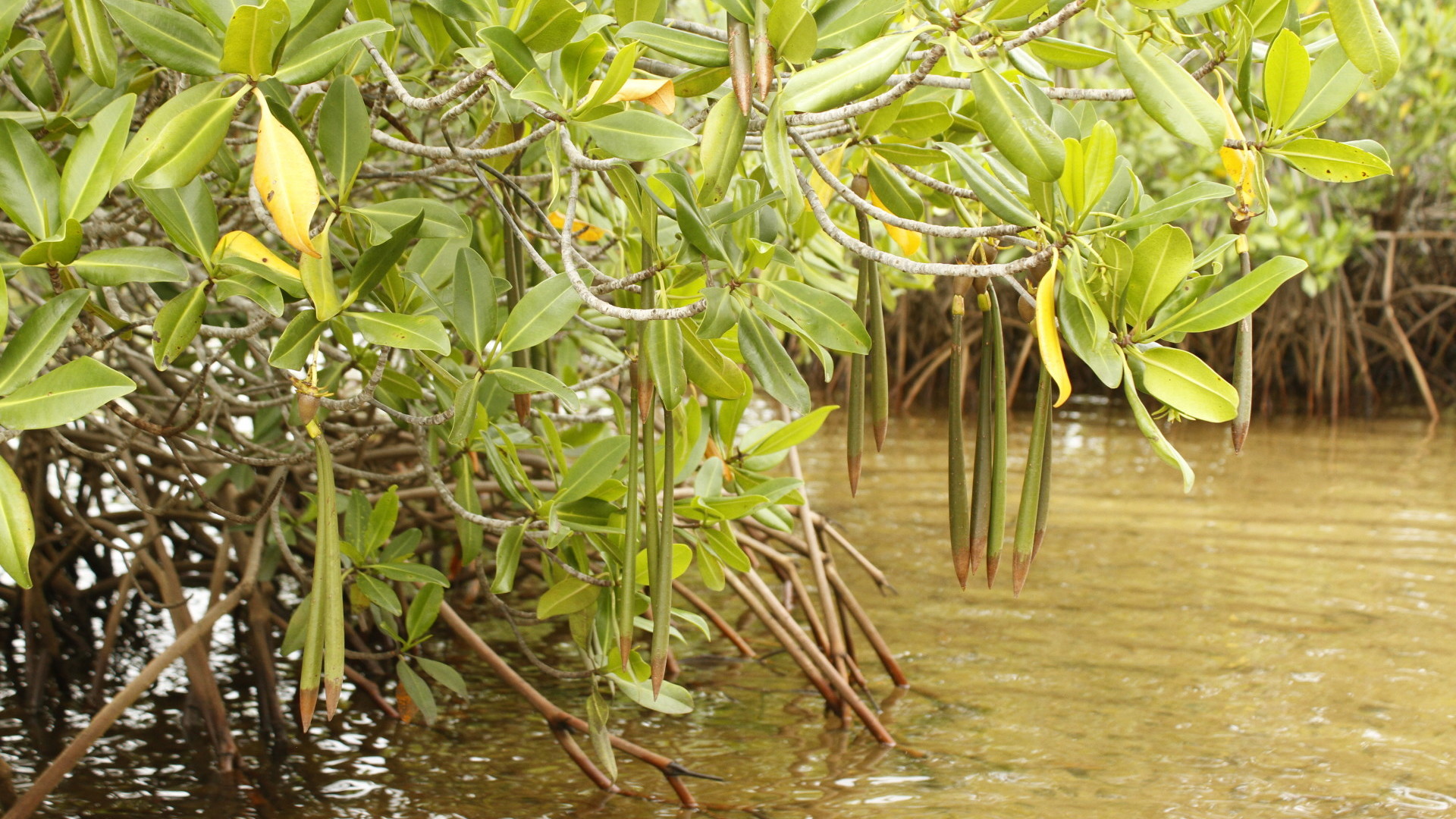 Rhizophora racemosa, Saloum - Wetlands International