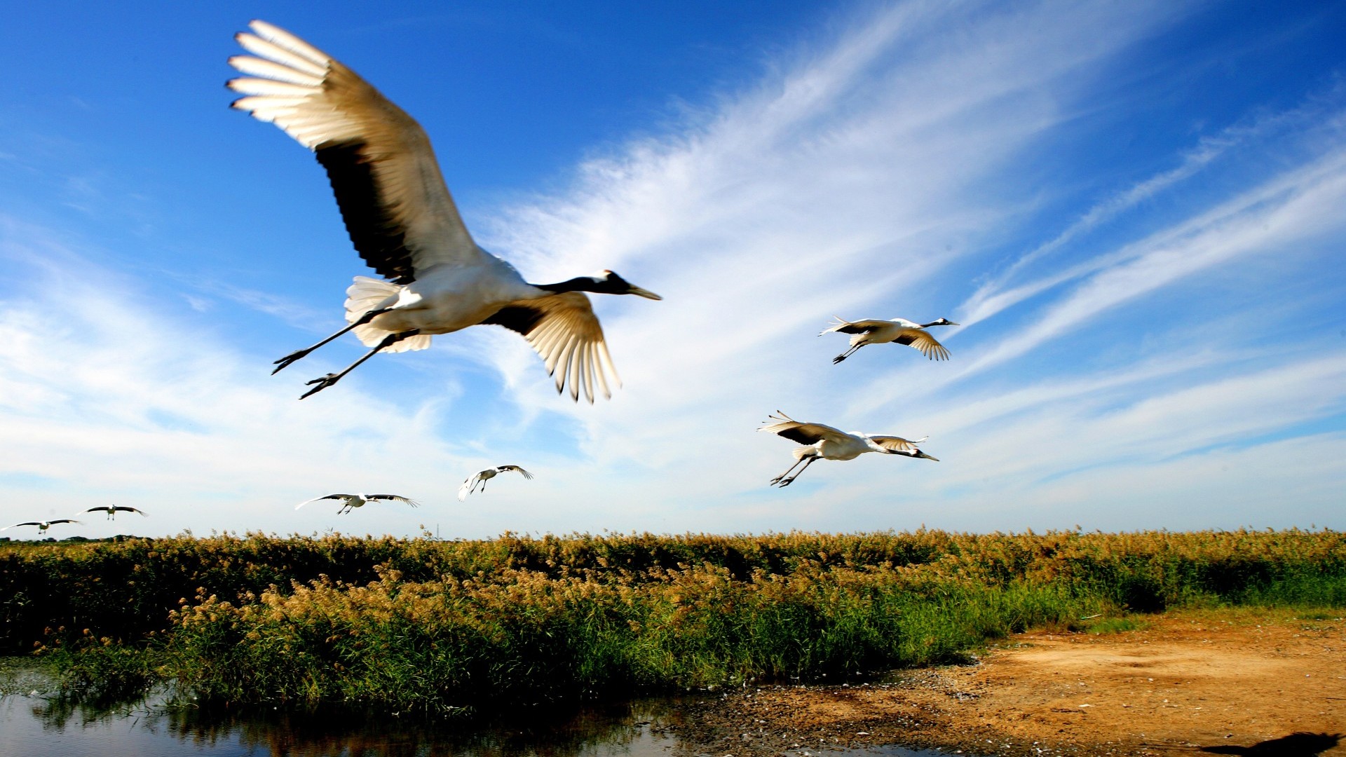 East Atlantic Flyway assessment 2017: The status of coastal waterbird ...