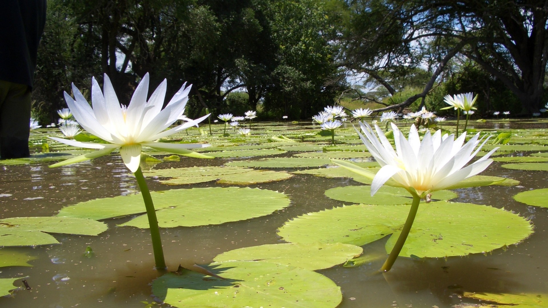 Publications, reports and video's of Wetlands International