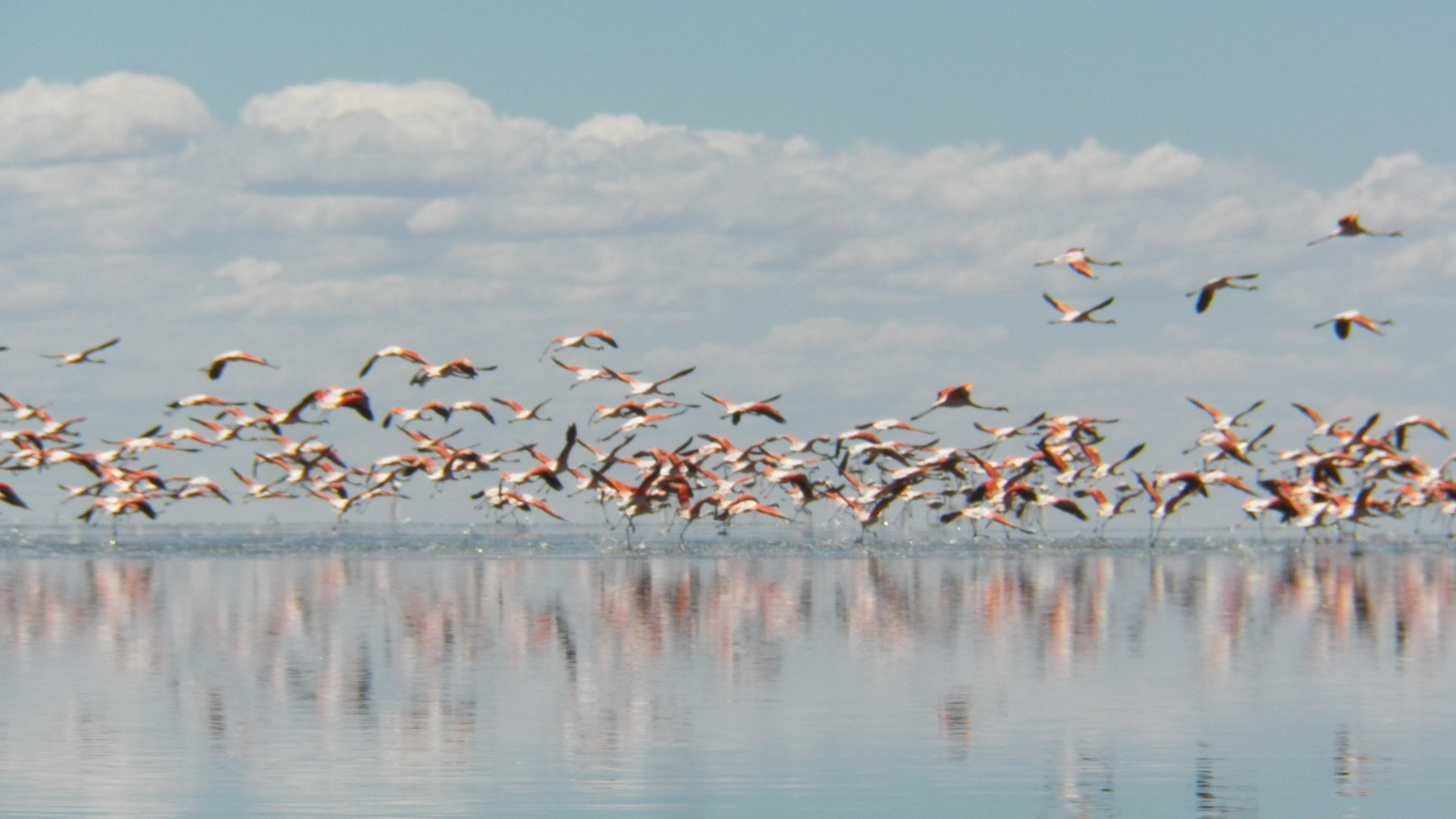 Healthy wetland landscapes in a changing climate - Wetlands International