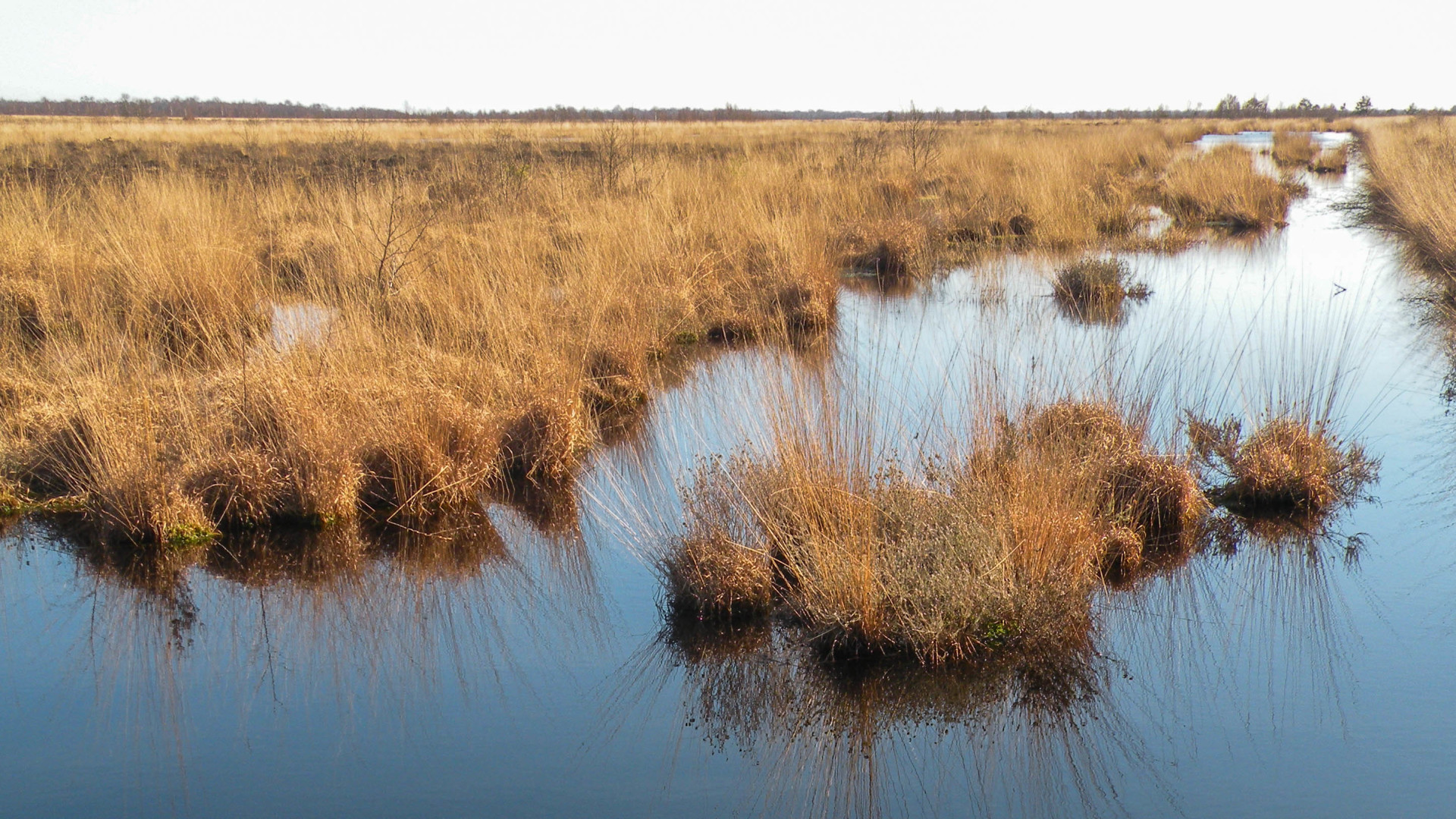 In our backyard: we are aiming to safeguard Dutch peatlands - Wetlands ...