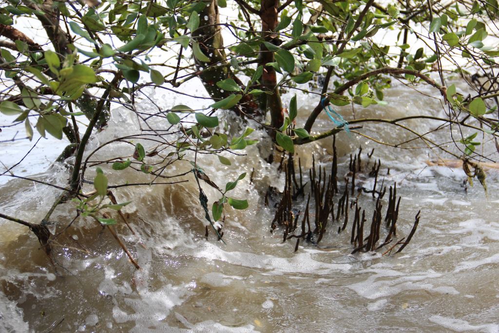 Experts draw attention to a successful method of mangrove regeneration ...