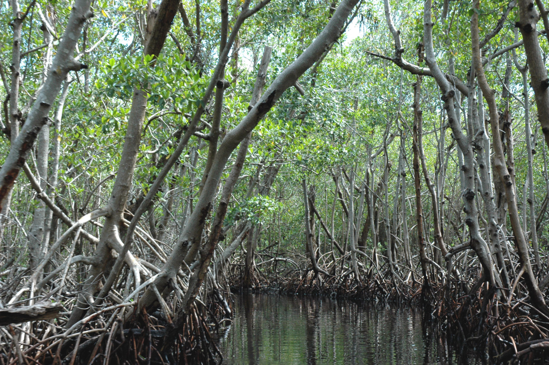 Mangrove Capital Africa - Rufiji Delta, Tanzania - Wetlands International