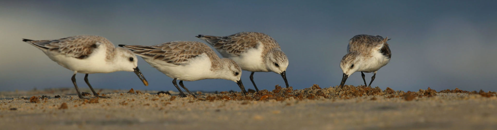 Asian Waterbird Census 2008-2015 - Wetlands International