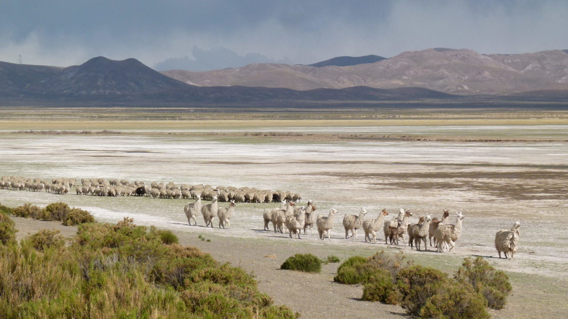 “Saving High Andean Wetlands” for nature and people - Wetlands ...