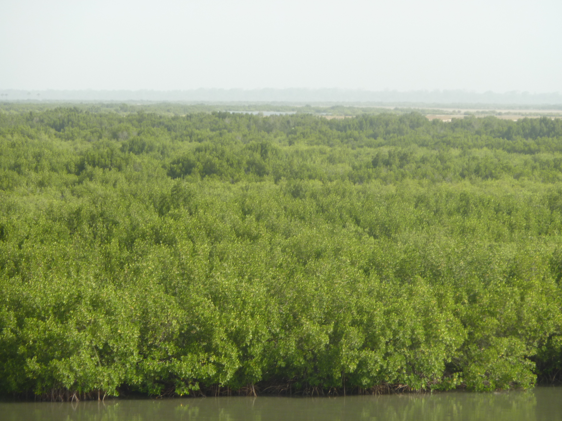 Mangrove Capital Africa - Wetlands International