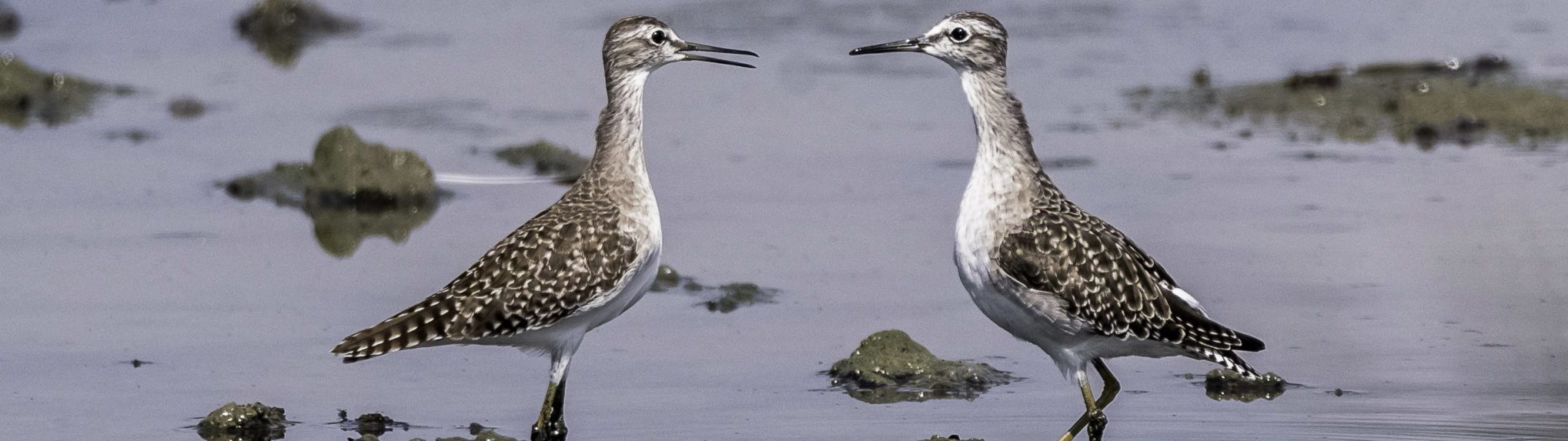Observing World Migratory Bird Day through photo exhibit “Wonders in ...