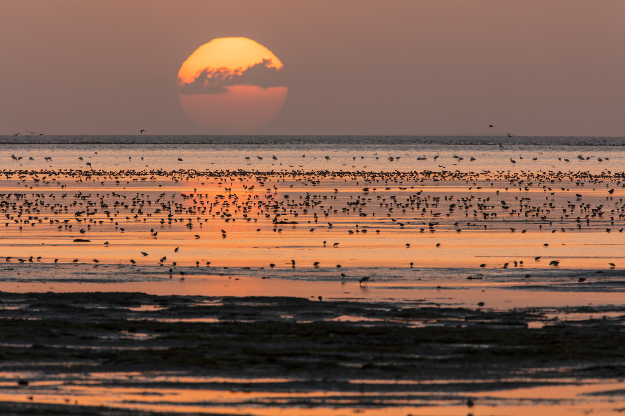 Wader Atlas - Wetlands International