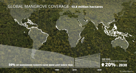 Global action to save mangroves: the Global Mangrove Alliance ...
