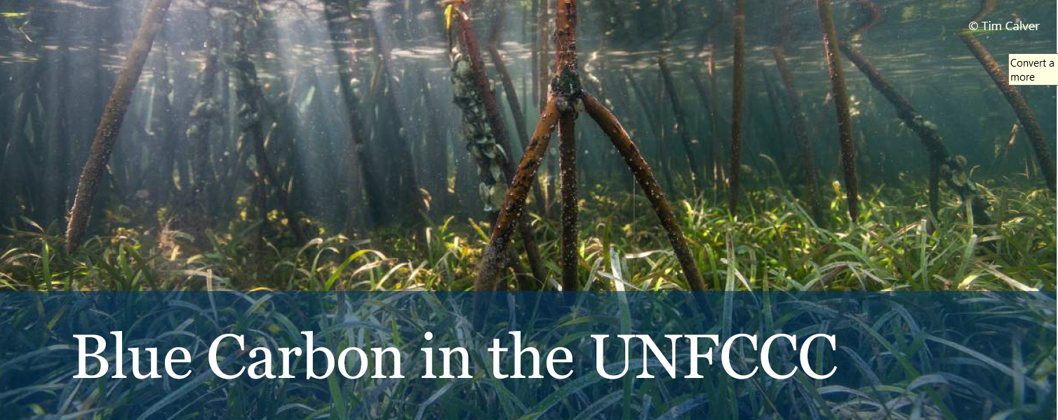 Blue Carbon in the UNFCCC - Wetlands International