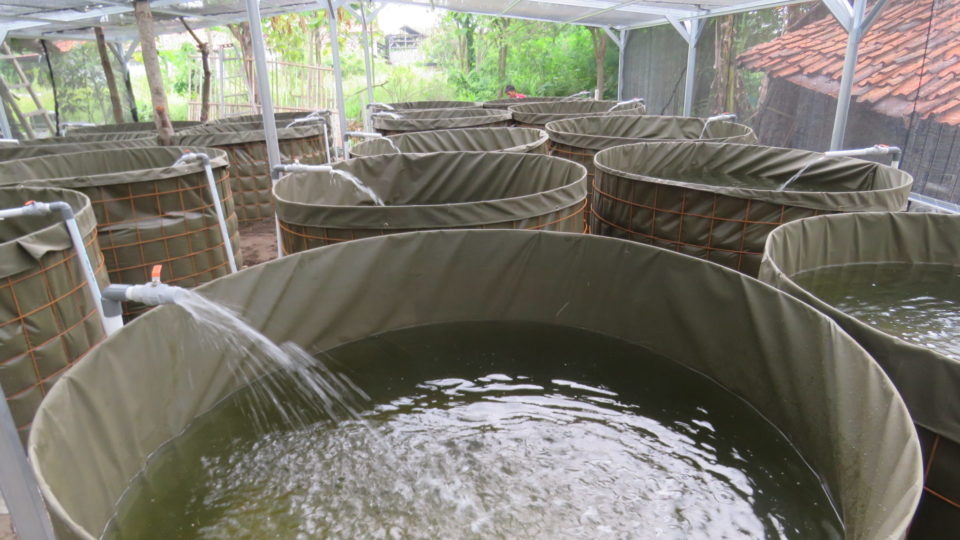 Innovative aquaculture experiment supporting mangrove recovery ready ...