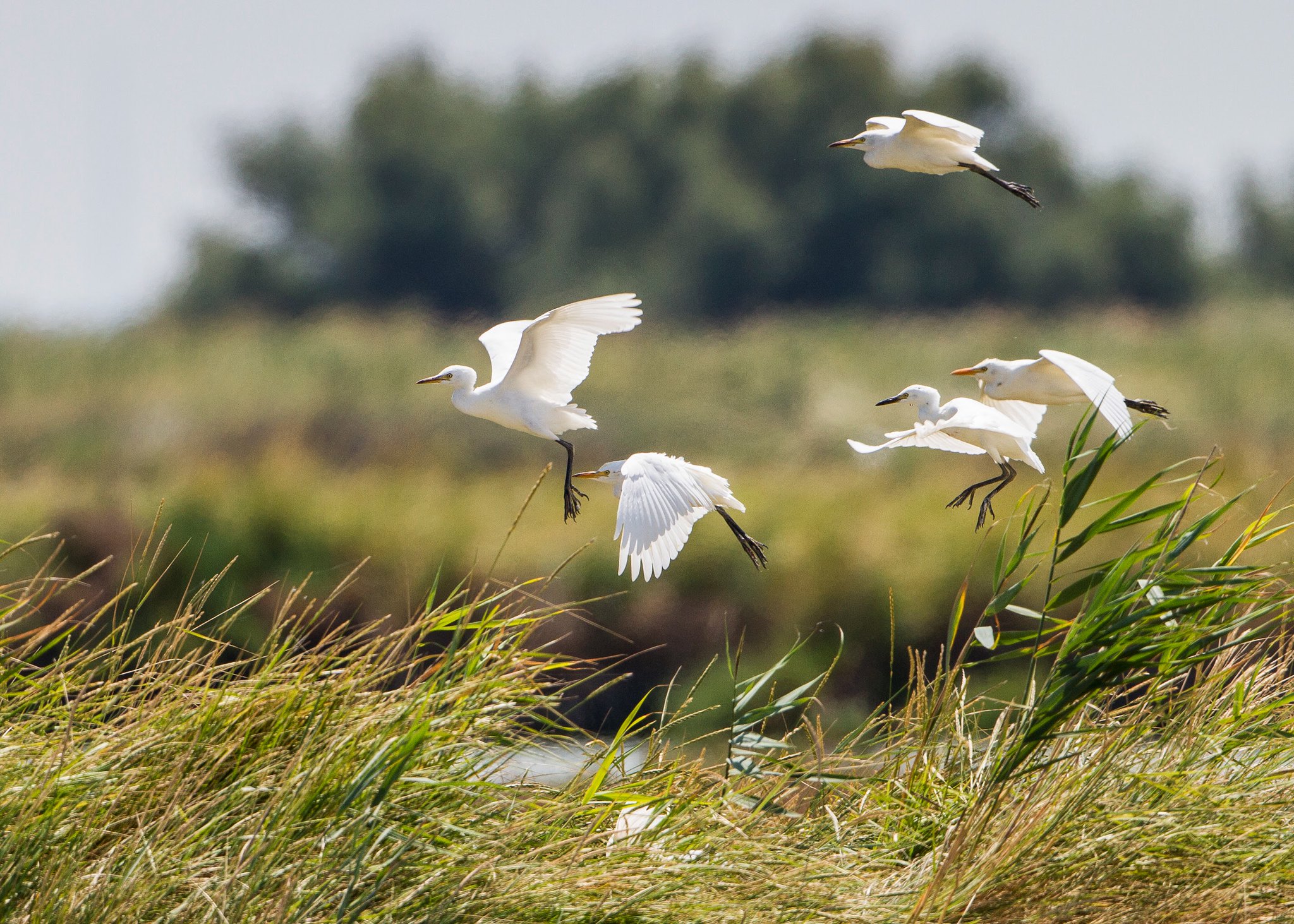 A first look at the 2020 International Waterbird Census - Wetlands ...