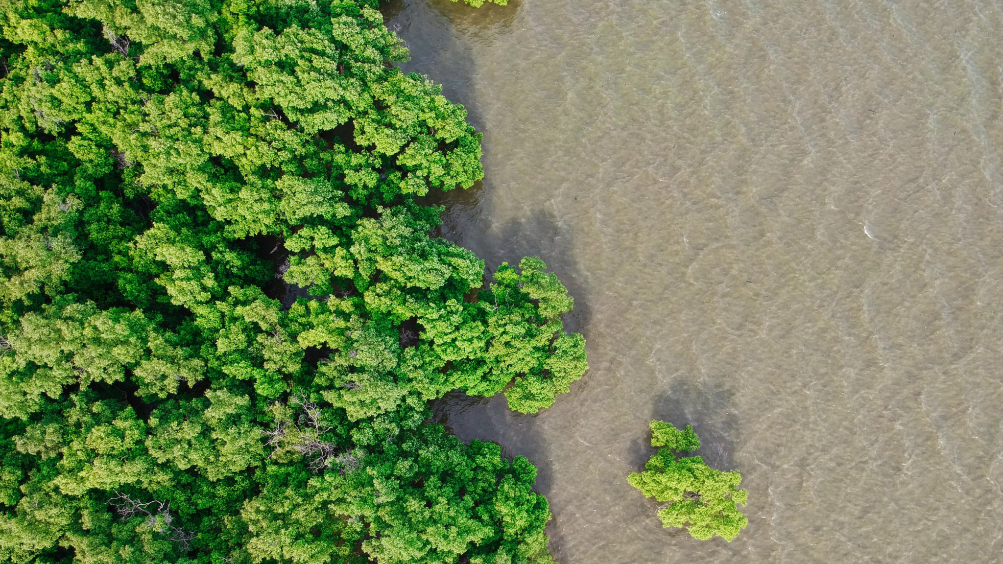 The world gets a first overview of mangrove health with Global Mangrove ...