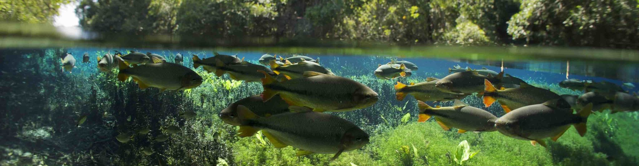 Bending the curve of freshwater biodiversity loss - Wetlands International