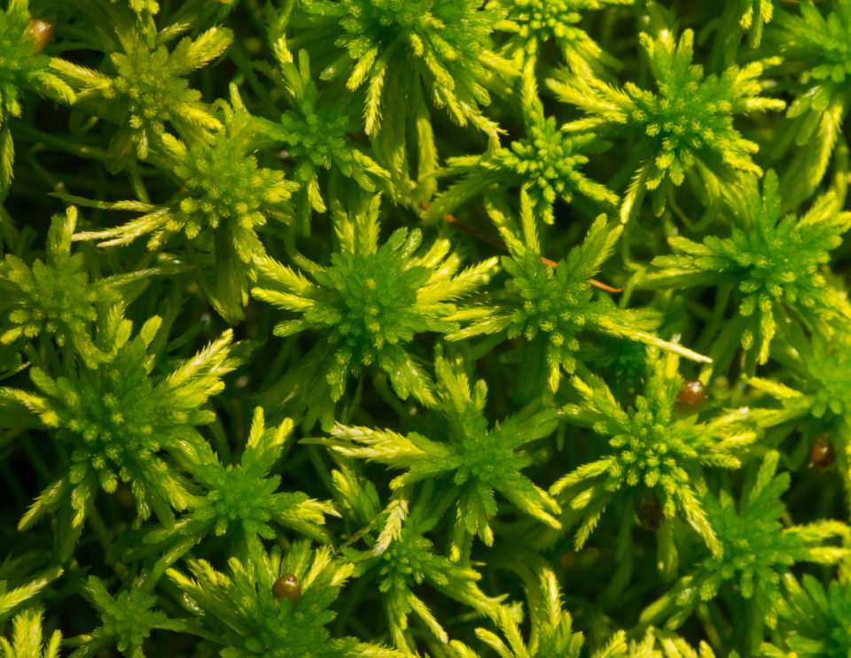 Unveiling the Wonders of Sphagnum turgescens var. caldense Moss: A ...