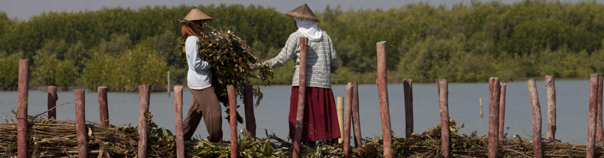 Our Work - Wetlands International