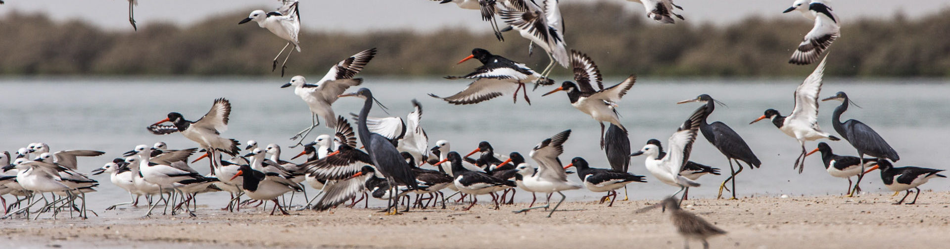 International Waterbird Census - Wetlands International