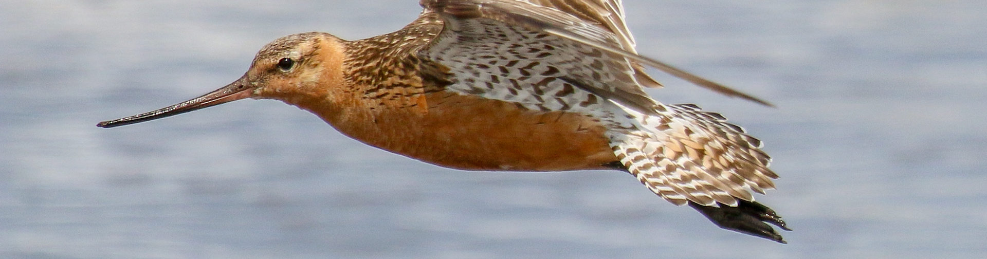 Waterbird Populations Portal - Wetlands International