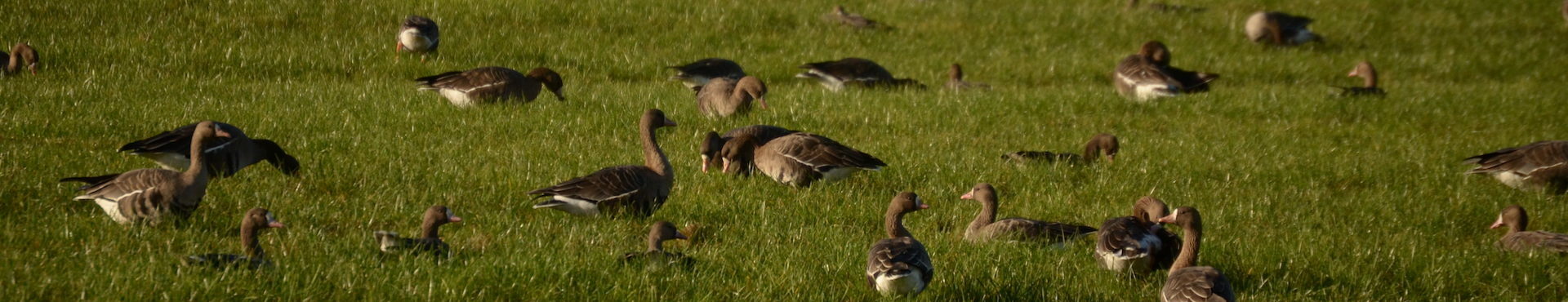 Lead poisoning in waterfowl: 30 years of progress but still an ...