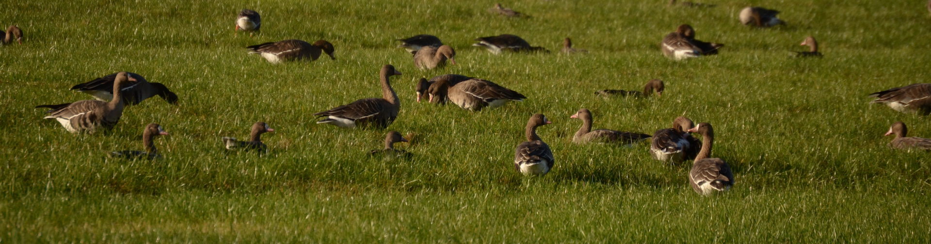Lead poisoning in waterfowl: 30 years of progress but still an ...