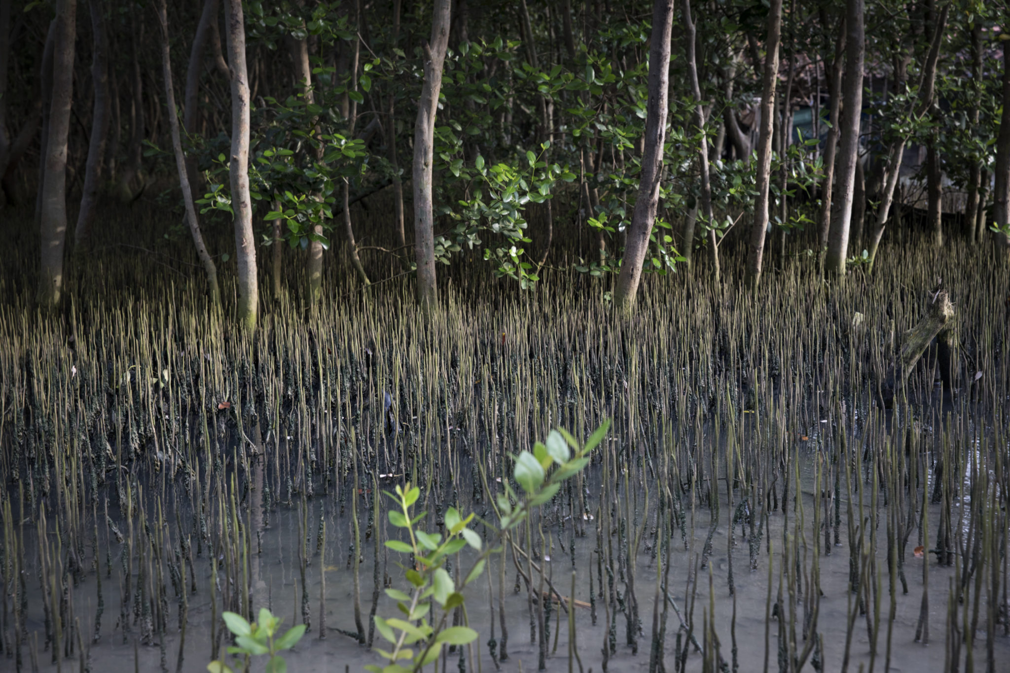 Collective Action to Address Mangrove Degradation - Wetlands International