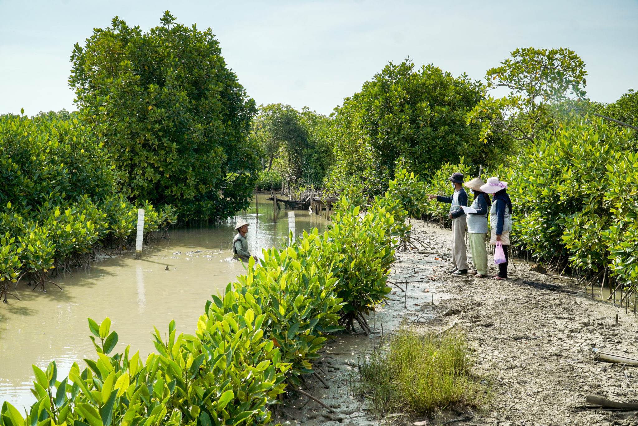 Protecting Mangroves Through Village Regulation - Wetlands International