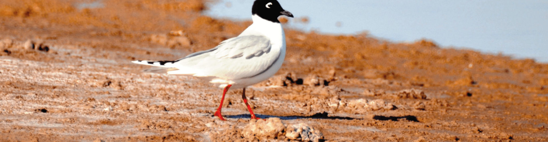 EAAF Conservation Status Review - Wetlands International