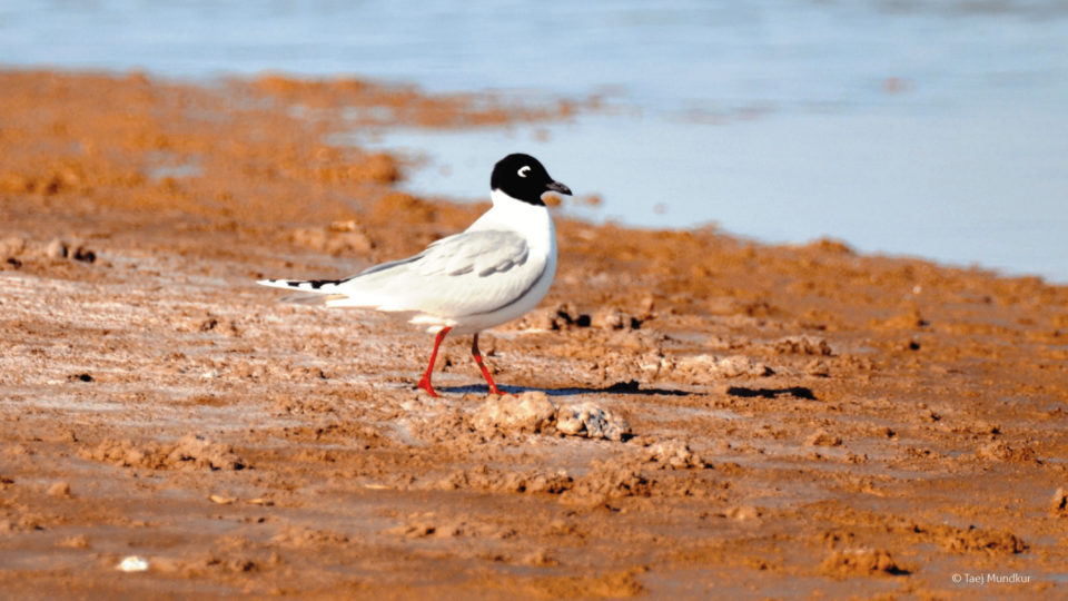 EAAF Conservation Status Review - Wetlands International