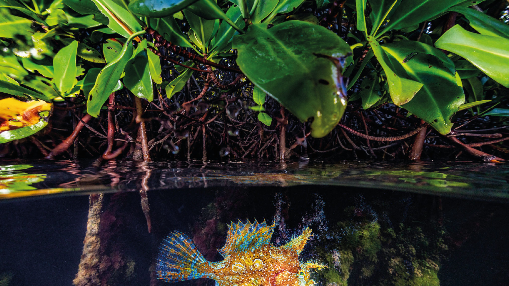 Global Mangrove Watch platform updated with the latest data to 2020 ...