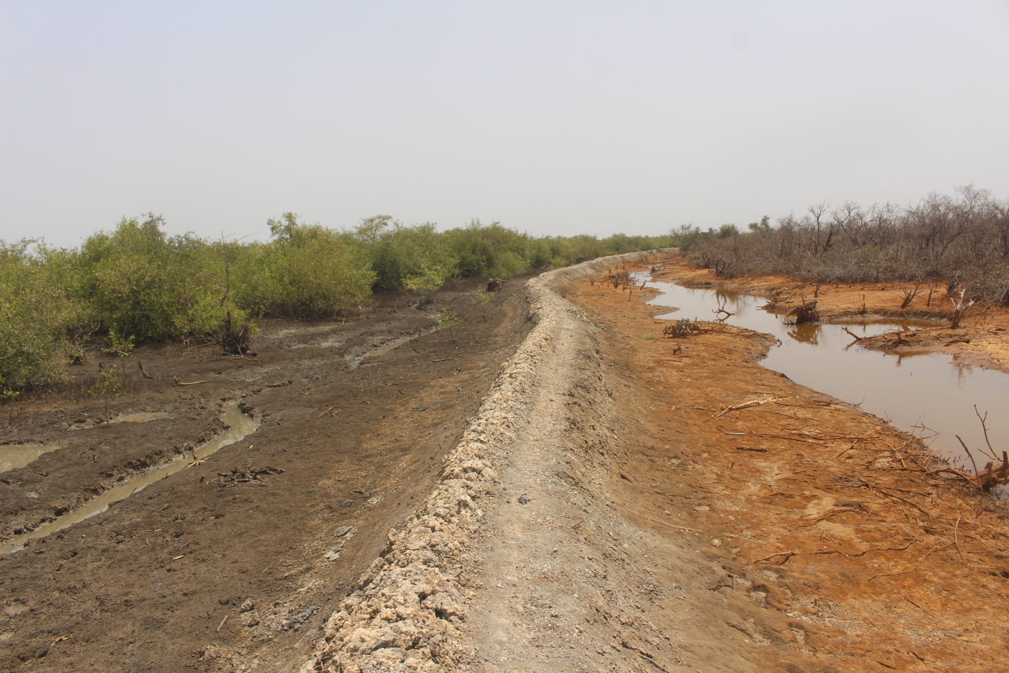 Taking Rapid Action on Disturbance Alerts - Wetlands International