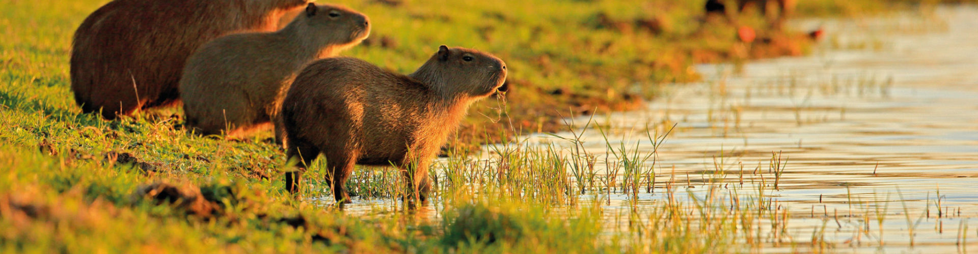 Wetlands International at CBD COP15 - Wetlands International