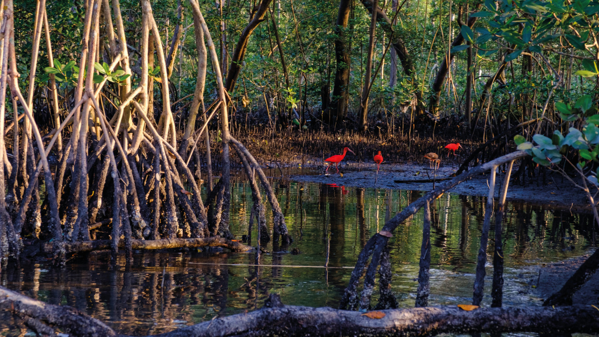 Global Mangrove Alliance wins the Food Planet Prize - Wetlands ...