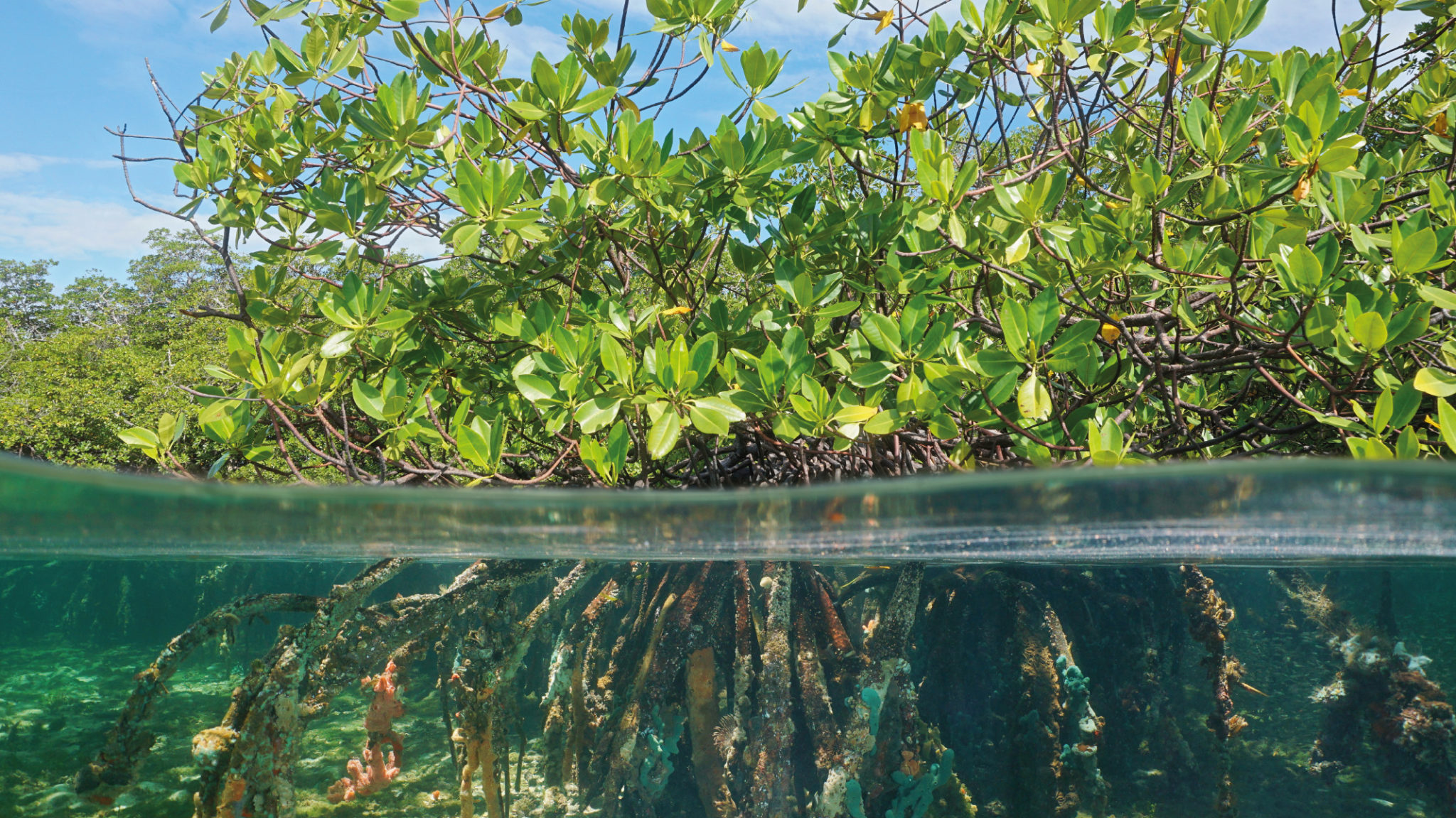Wetlands International welcomes the new International Mangrove Center ...