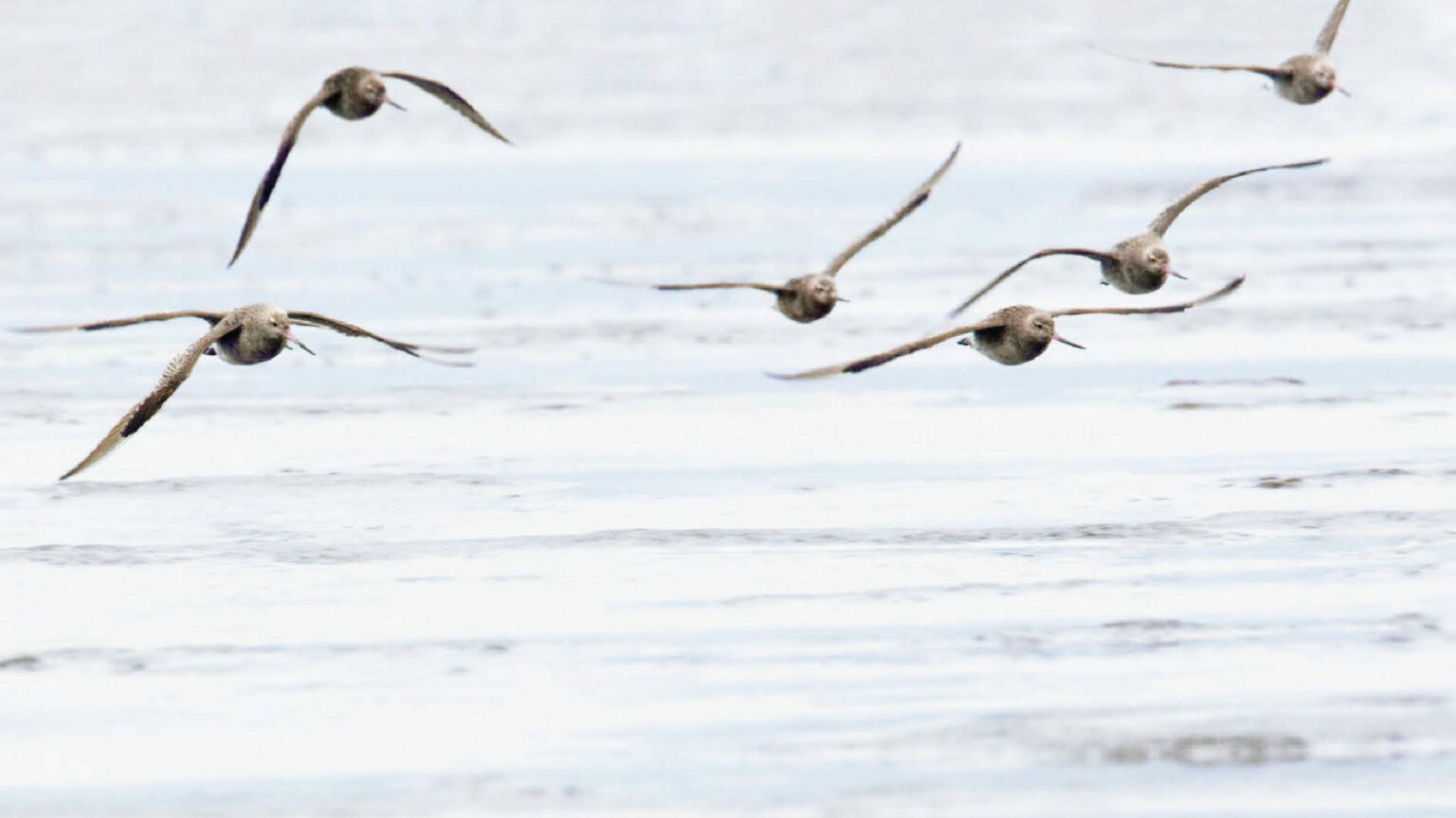 Restoring wetlands for biodiversity and people - Wetlands International